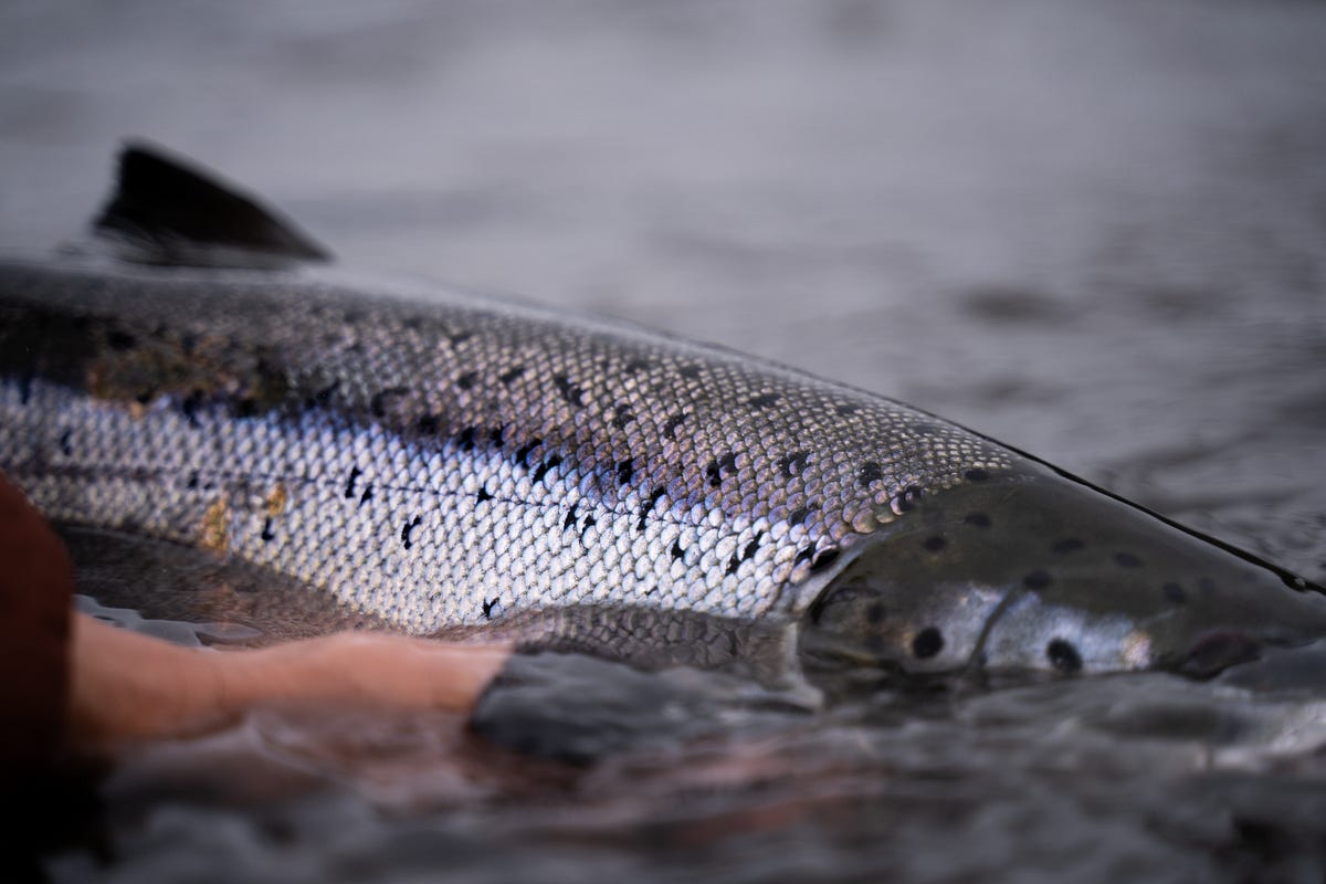 My Unlucky Beach Coho. It’s Friday the 13th and I’ve got a… | by Derek ...