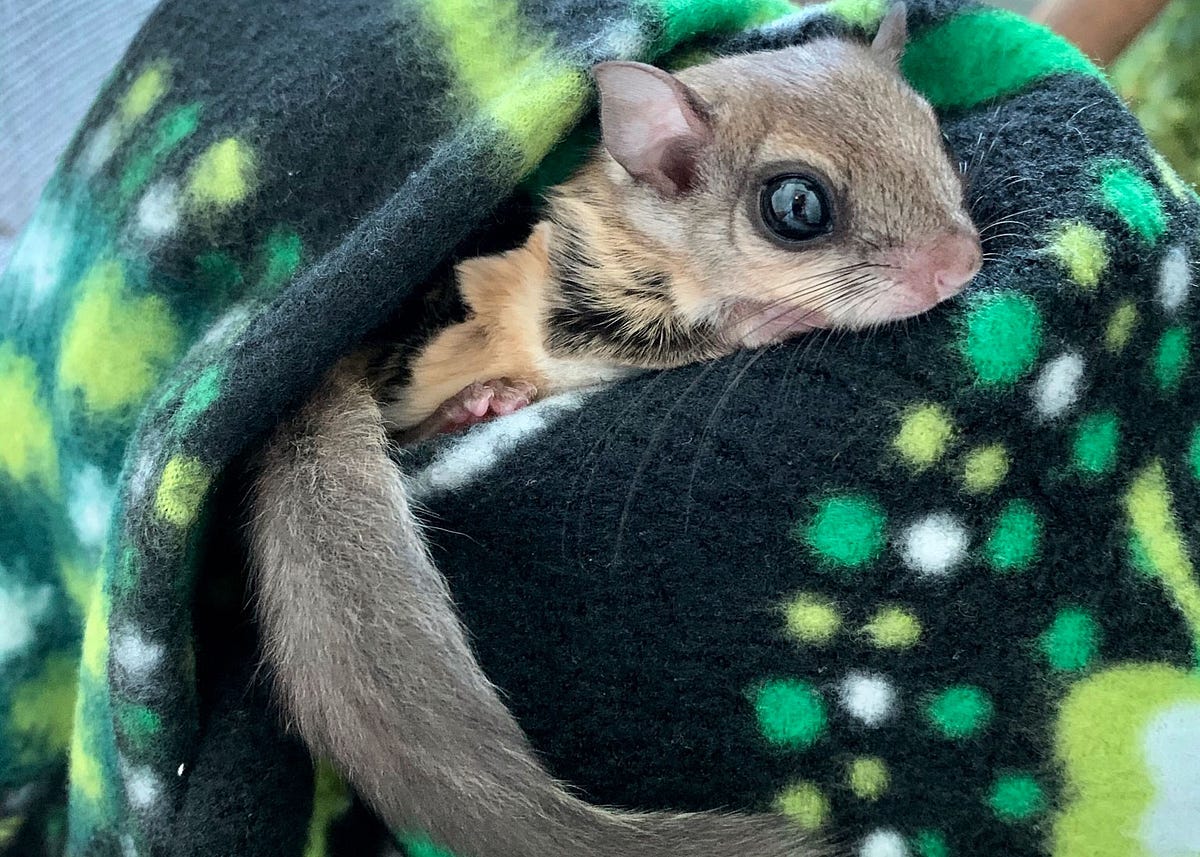 Flying squirrel admitted to hospital | by Conservancy of SWFL | A week ...