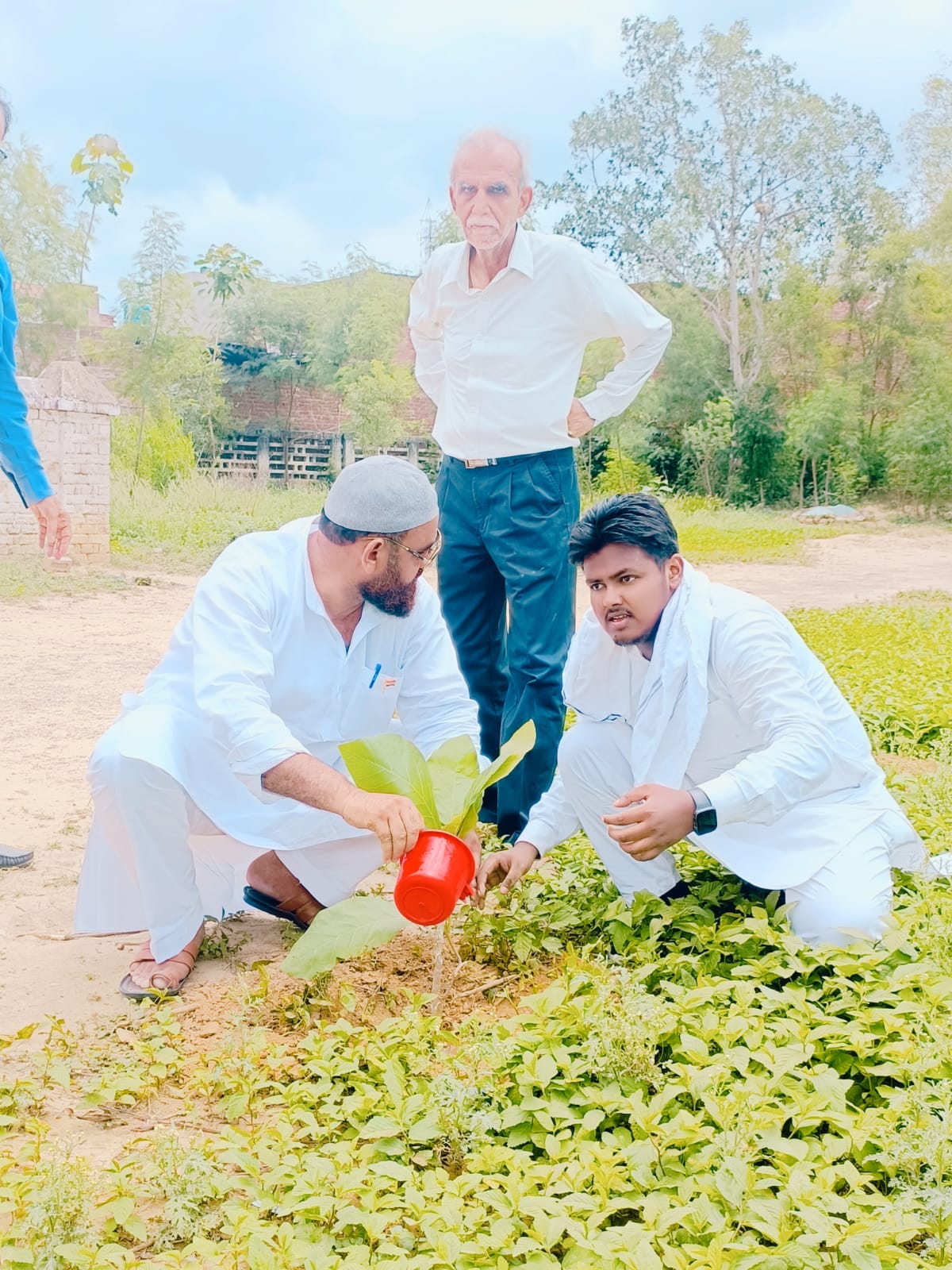 Tree Plantations By Ahsan Raza. Tree plantation can indeed be an… | by ...