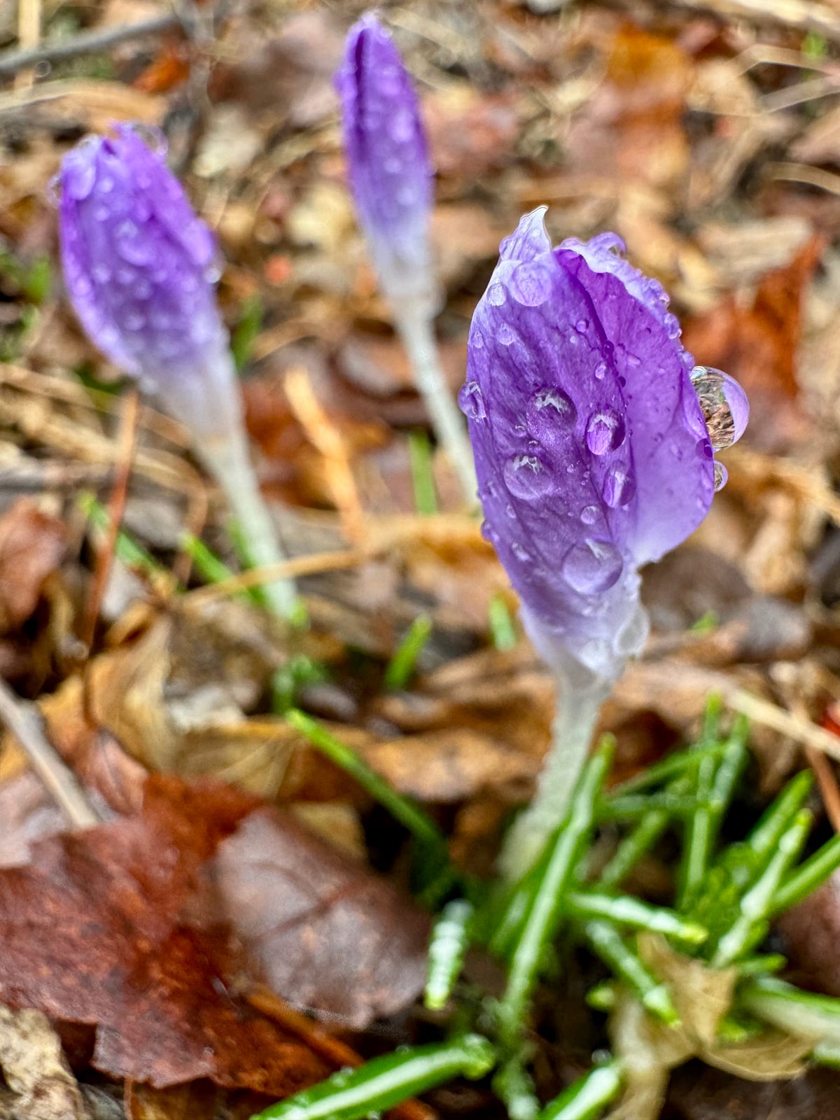 On a Cold Rainy Day In Spring - The Daily Cuppa - Medium