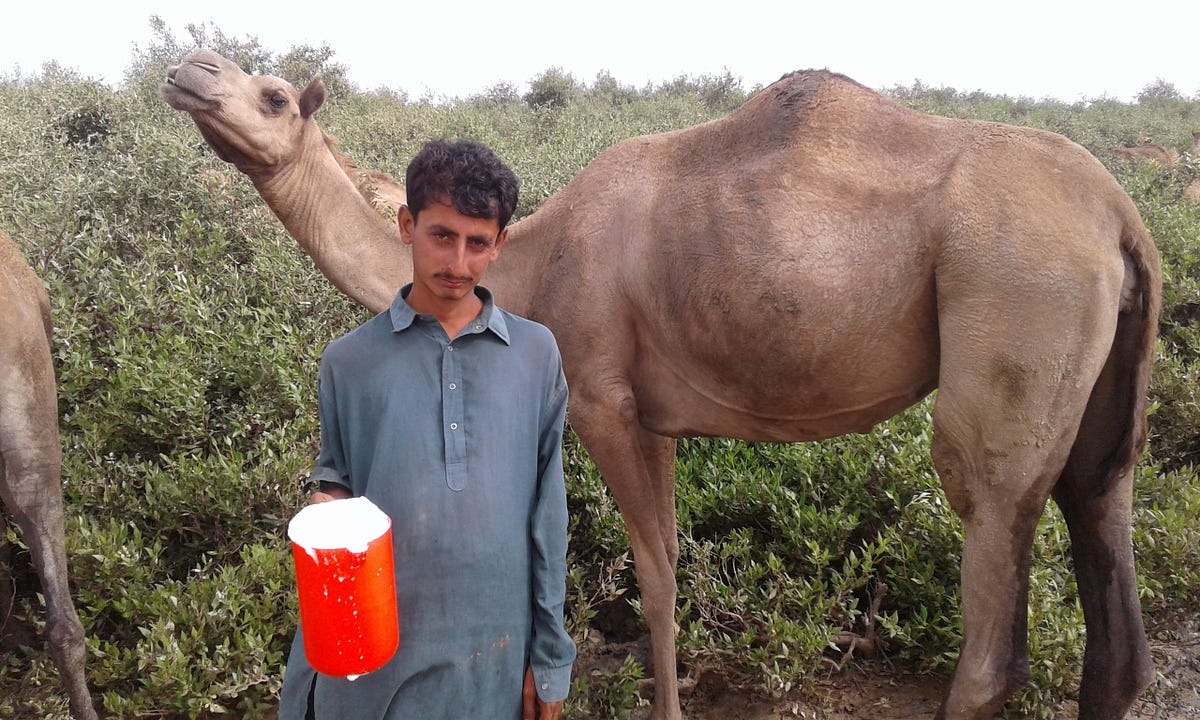 Milk was the main driver behind the dromedary camel domestication The ...