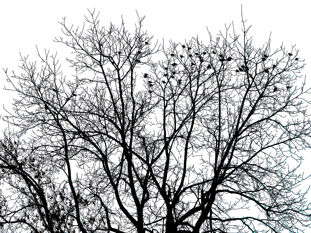 A Trip to the Brainforest. Birds, Brains and the Scientific Search ...
