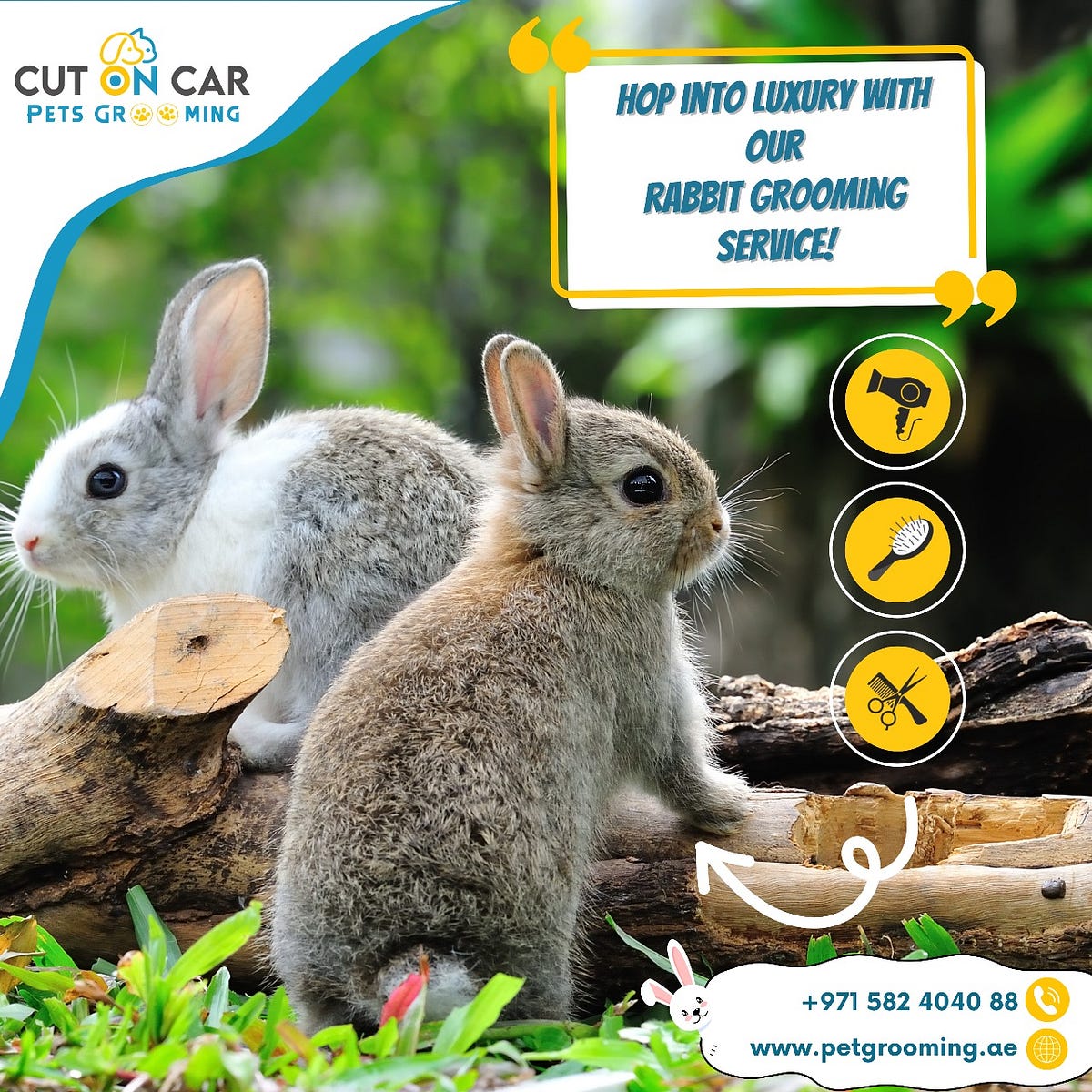 Pamper Your Bunny: Top-notch Rabbits Grooming Services at Cut On Car in ...