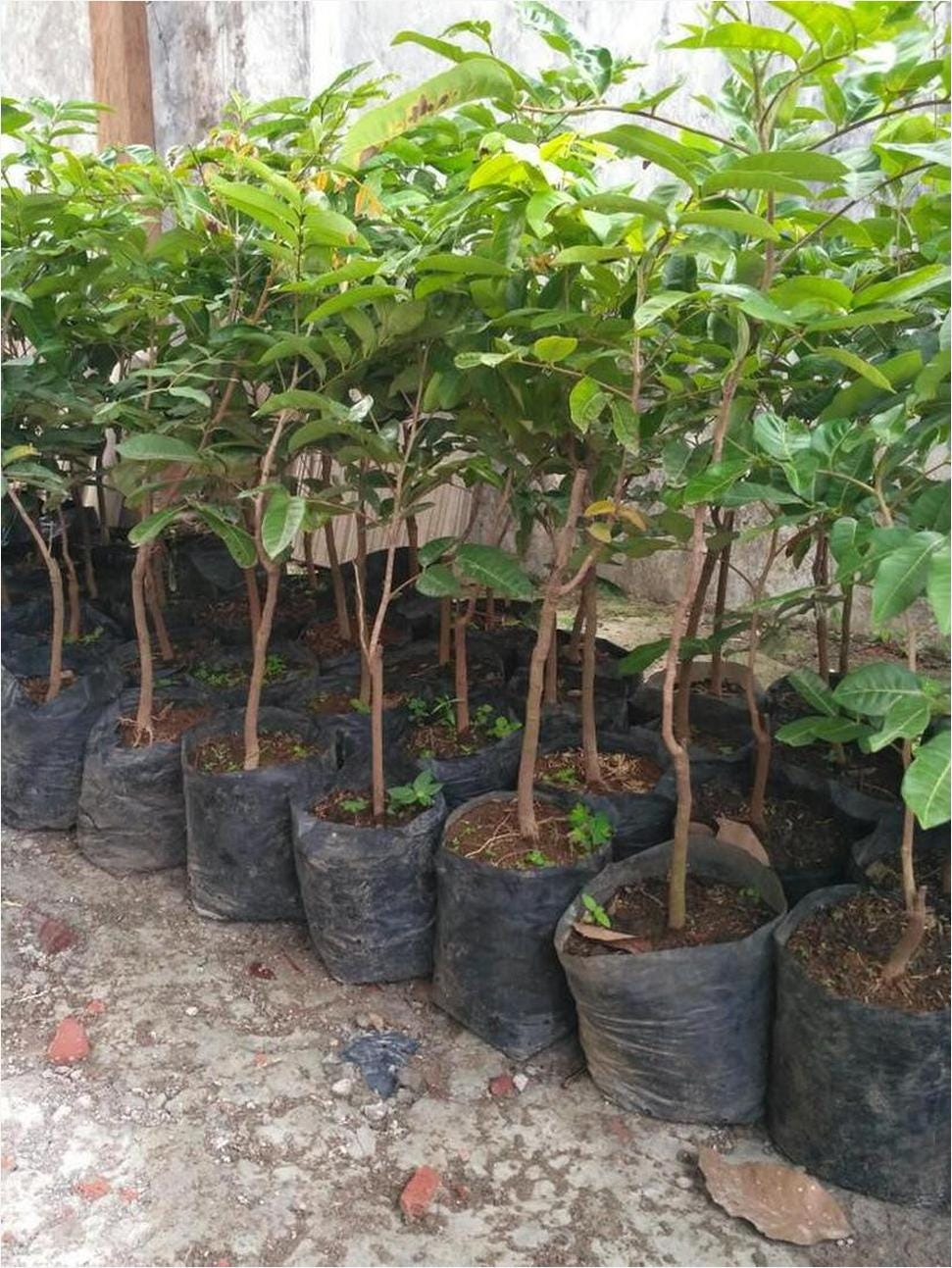 Klengkeng Matalada 1 Meter Up Terlaris Purworejo Terunggul | by ...