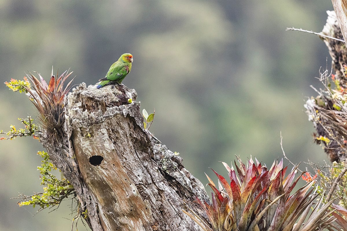 Cloud Forest Reserve Created In Ecuador To Conserve Endangered Parrot ...