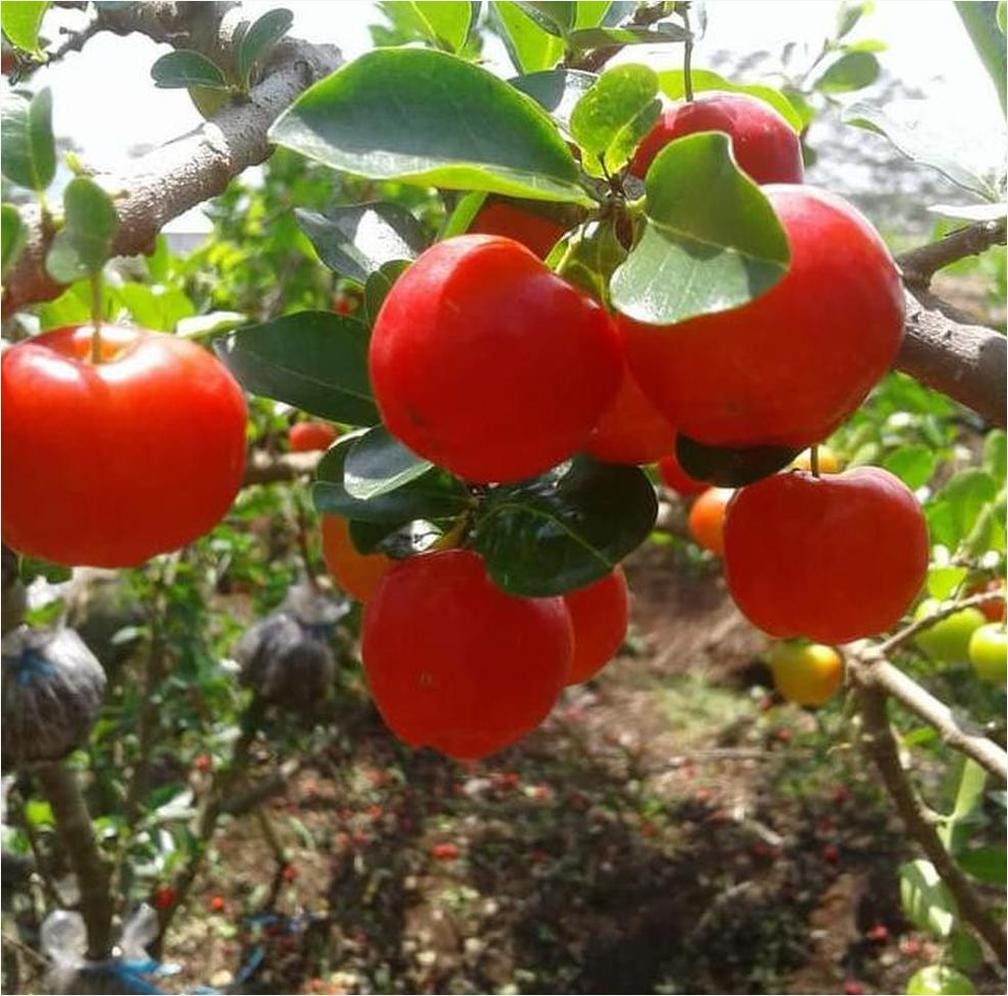 Bibit Ceri B Ru Cherry Barbados Buah Cheri Pohon Bekasi Terunggul | by ...