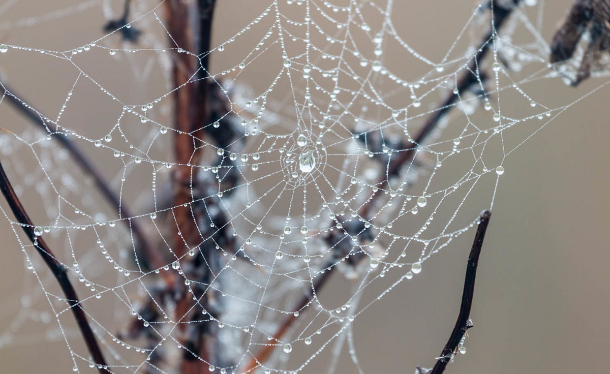 Making Kin With Tech. Indra’s Net | by George Pór | Medium