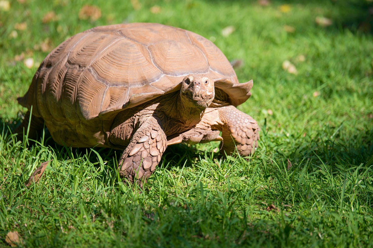 Ever Feel Like a Turtle?. I recently learned how one would feel…. | by ...