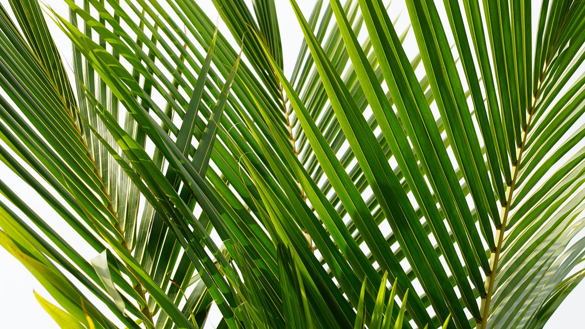 Palm Sunday: Holy Week Mercy. I love Holy Week. | by Kyrie Project 2018 ...