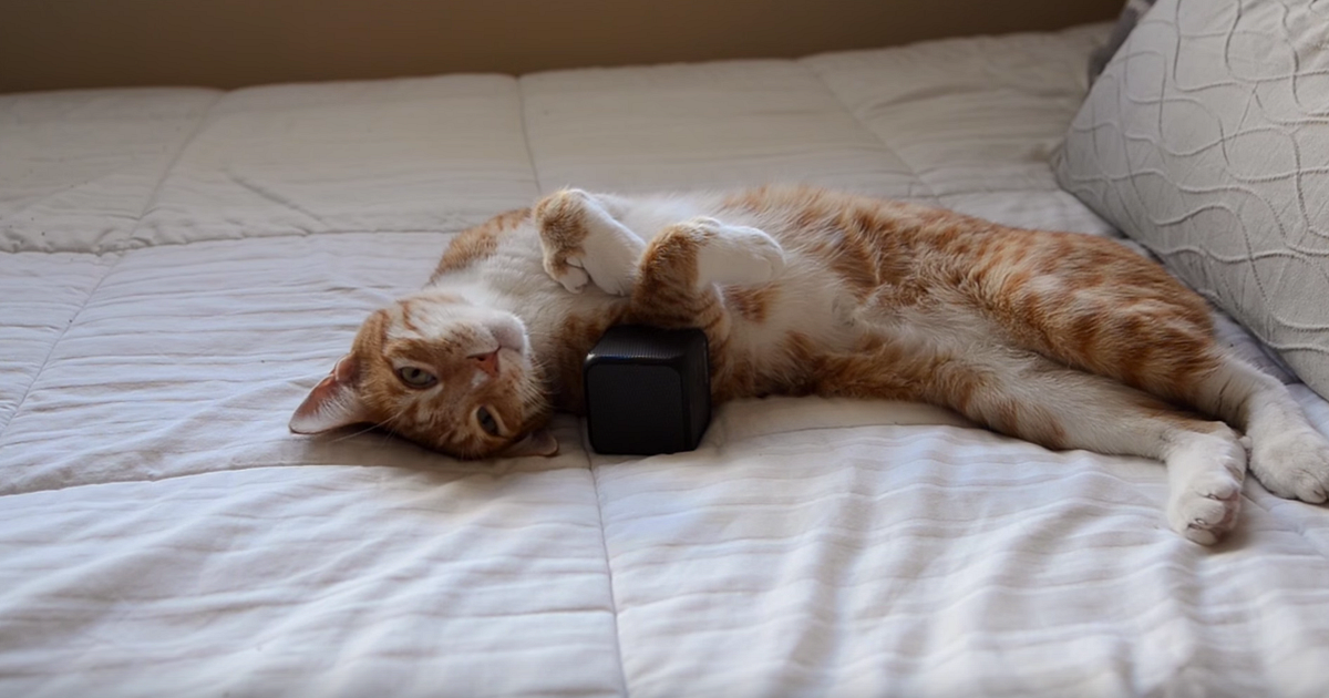 David Teie: Composing music for cats | by Feliway | Chilled Cat | Medium