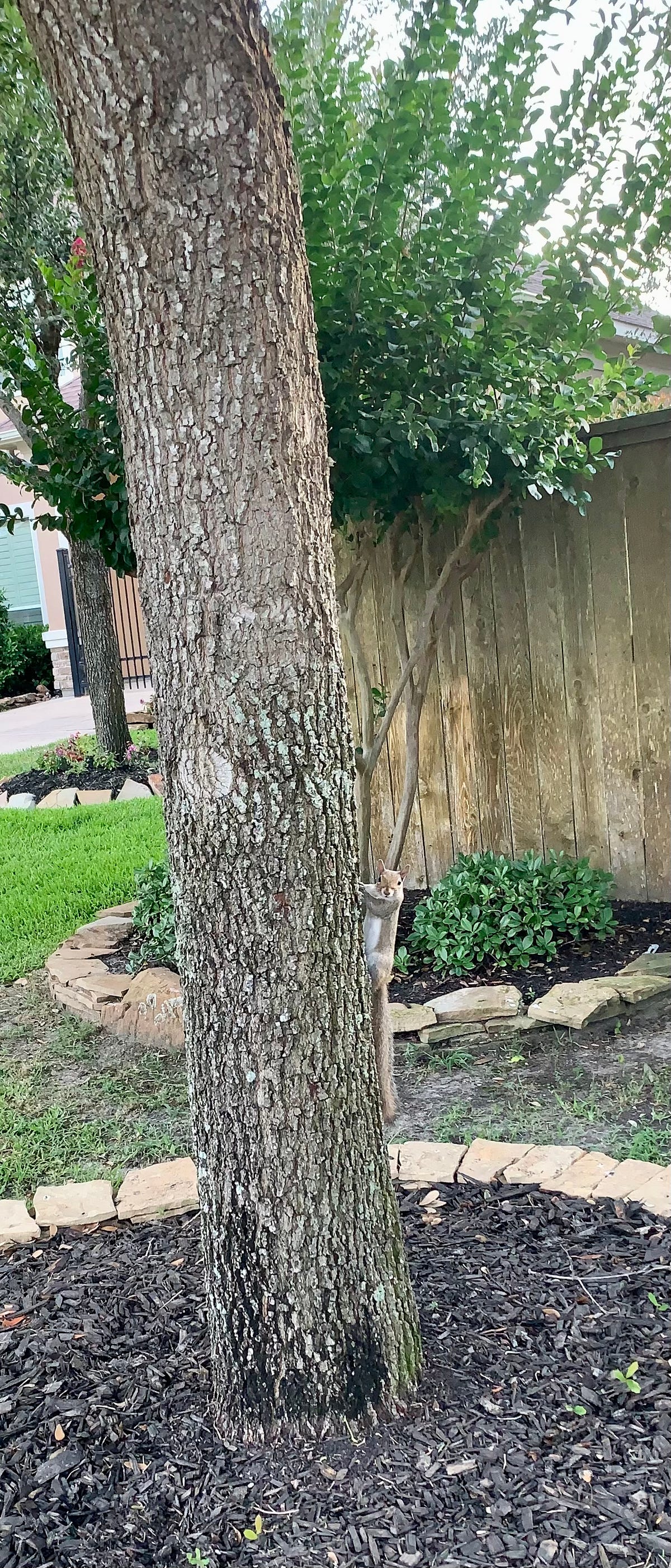 Squirrels and Their Antics: A Haiku - ILLUMINATION - Medium