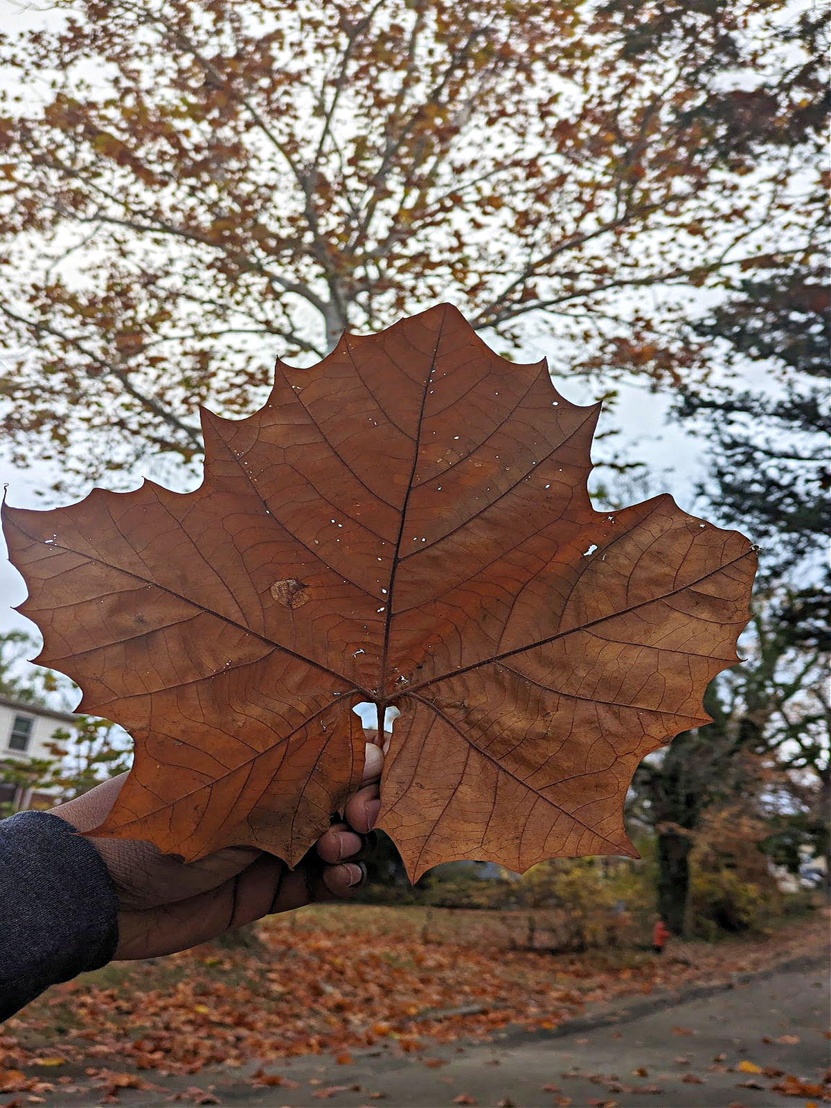 I'm in the Fall Season of My Writing | by Walter Pop Matthews IV ...