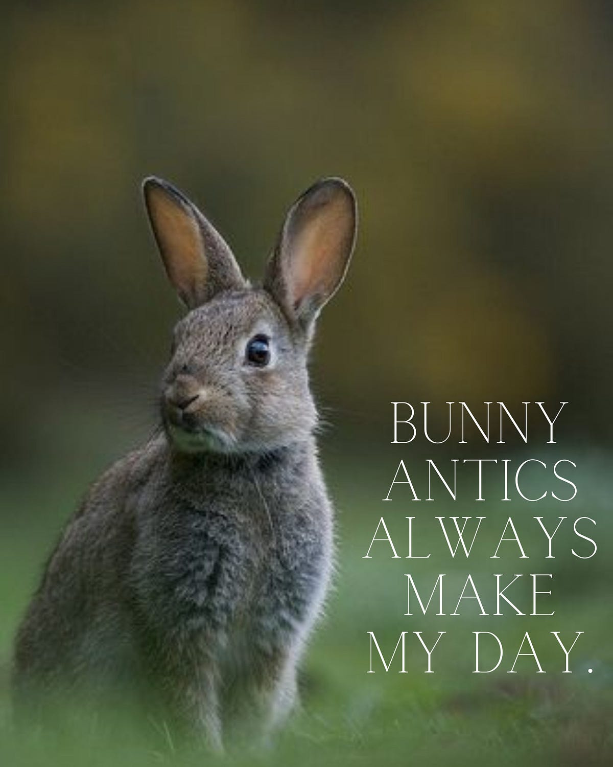 Bunny antics always make my day. - Susansaarilampi - Medium