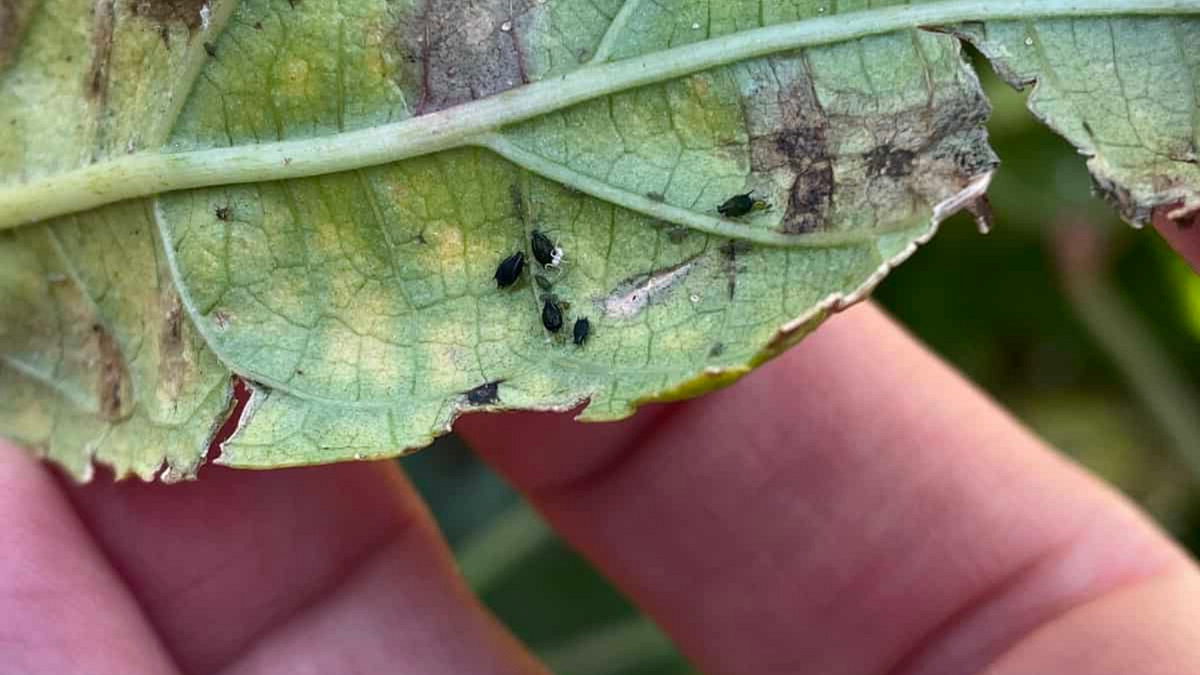 Do Aphids Bite. You likely came to this page to learn… | by Ms Heather ...