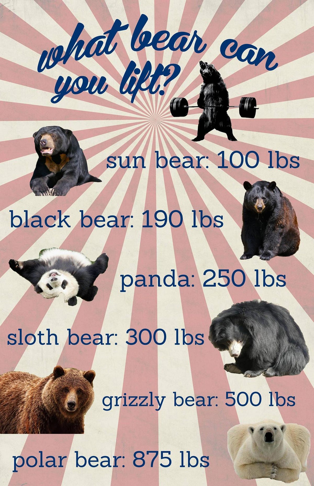 What bear can you lift?. bear artwork | by Michael Tayamen Satumba | Medium