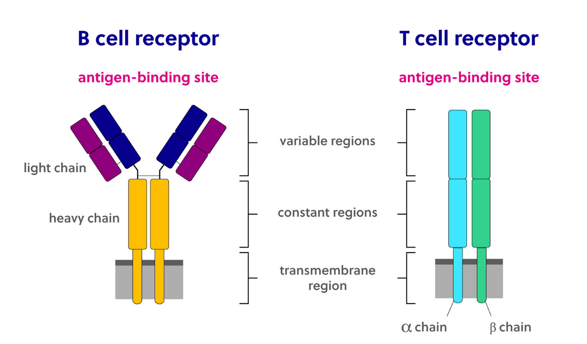 Reigning Receptors: CAPS LOCK of cancer | by Dr. Aarti Darra | Medium