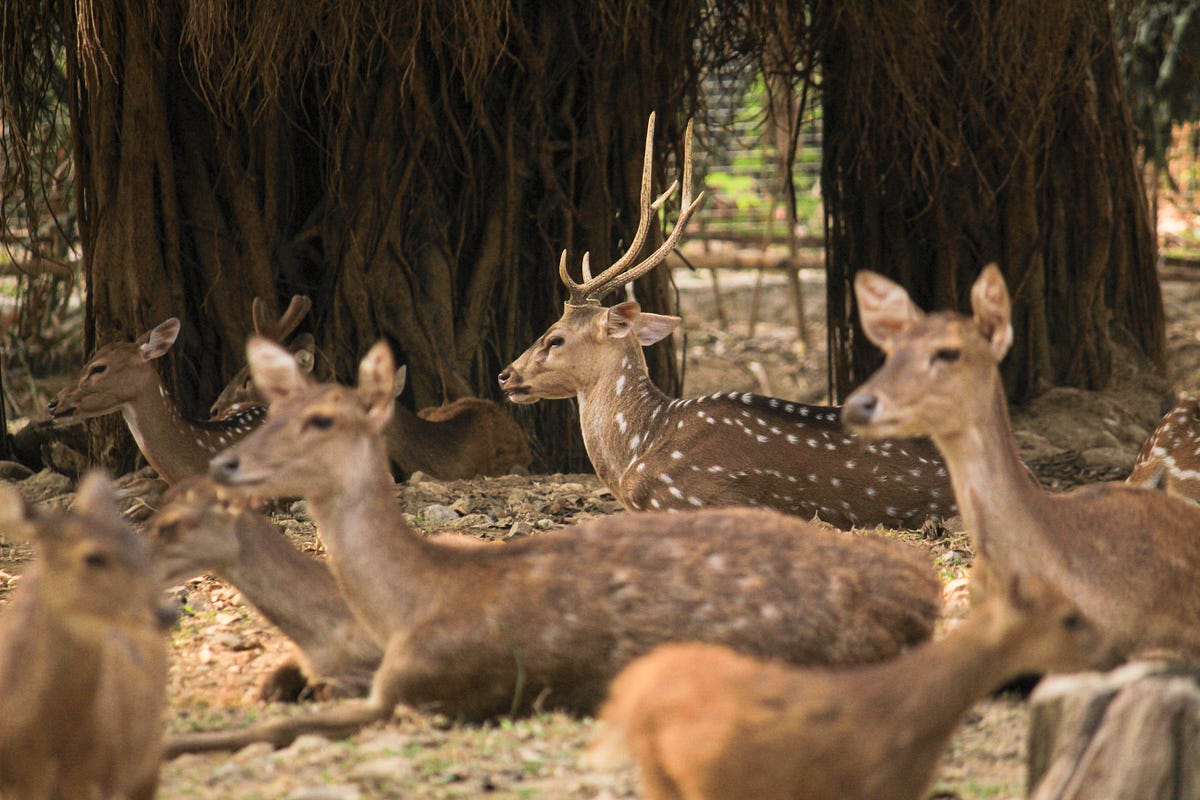 “Solitary Stag Among a Herd of Female Deer” | by frenky.com | Aug, 2023 ...