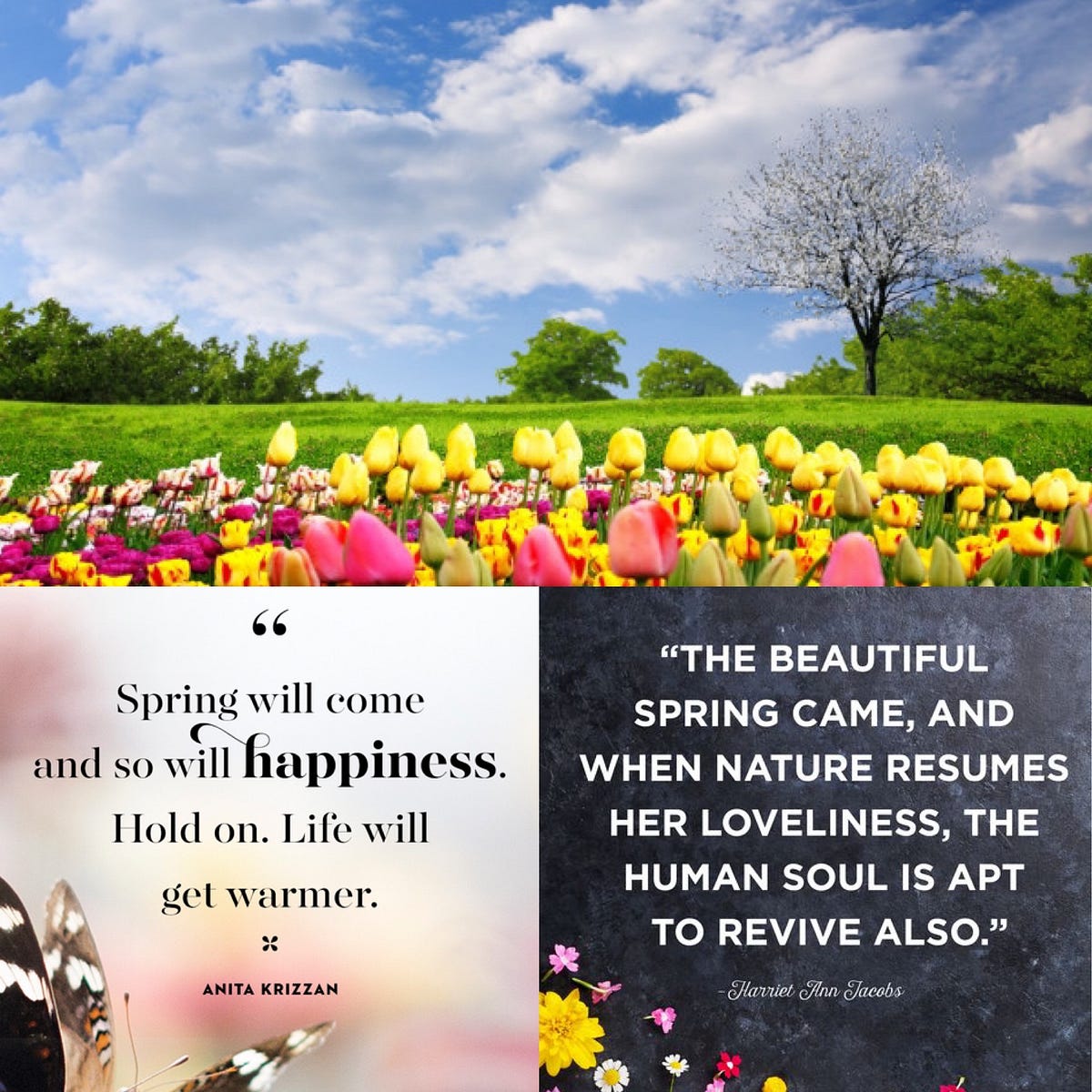 “Springtime’s Promise”. Lo and behold, the sun finally breaks… | by ...