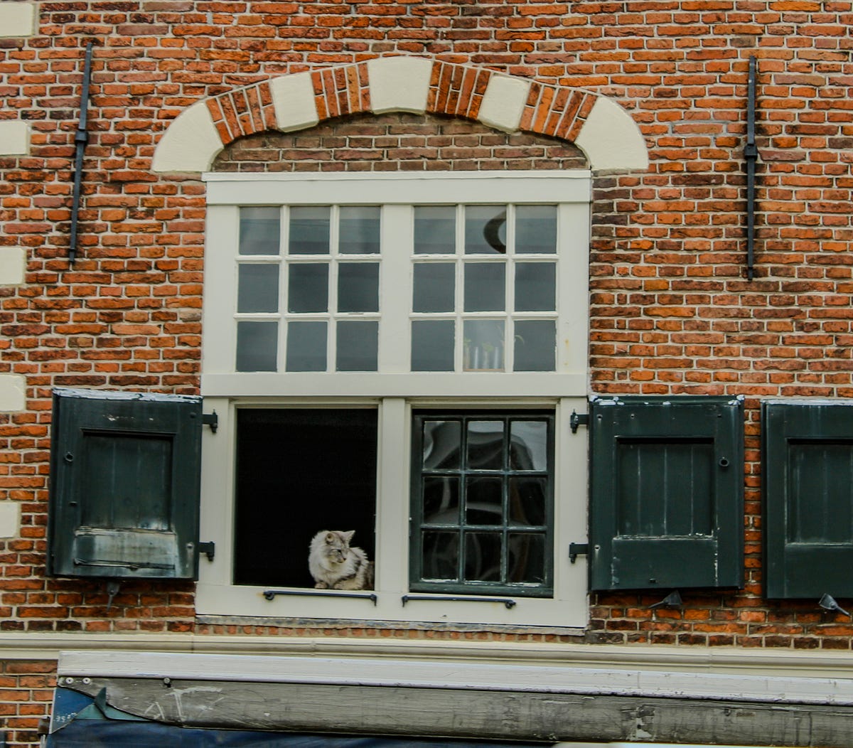 The Cats of The Netherlands. While in Amsterdam, it was not hard to ...