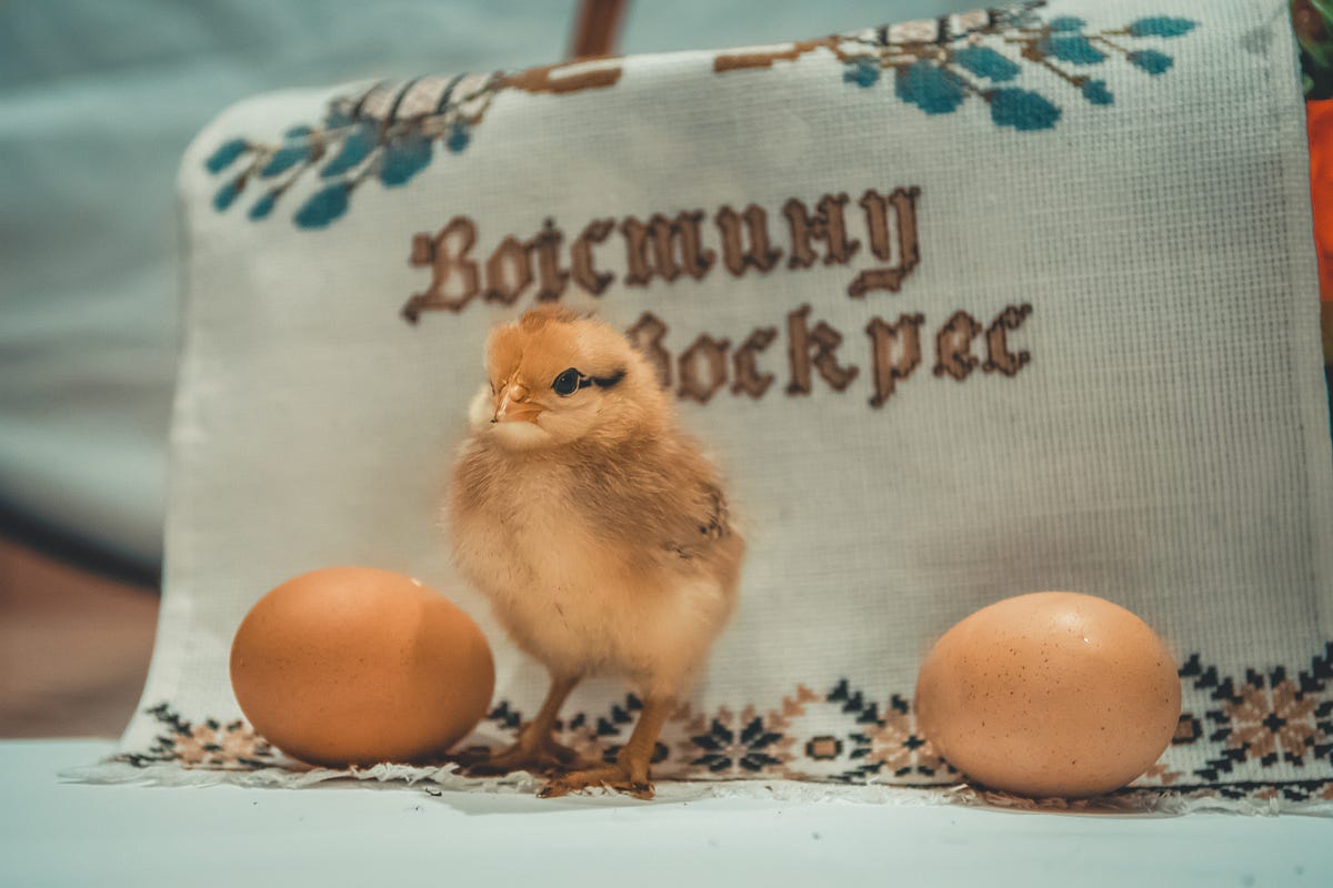 Individual Climate Action Is a Chicken and an Egg Problem | by Karan ...