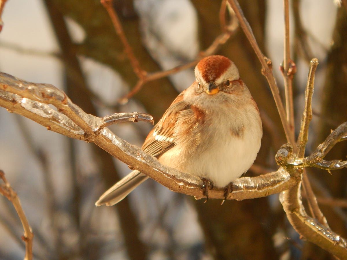 Bird Spotlight-American Tree Sparrow | by Dan Pfeifer | For Awe | Medium