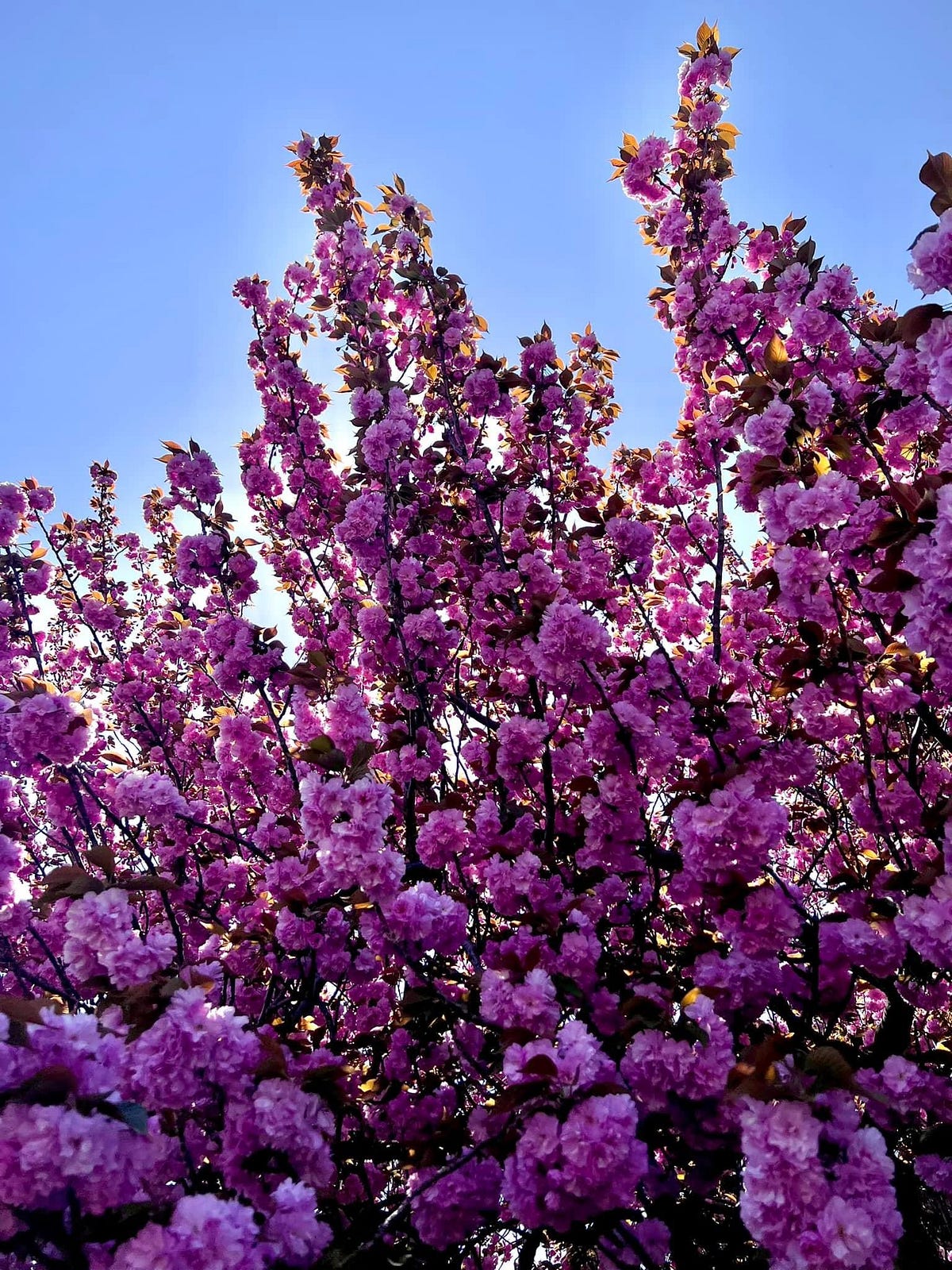 The Beauty of Spring In Japan. Starting in April the cherry blossoms ...