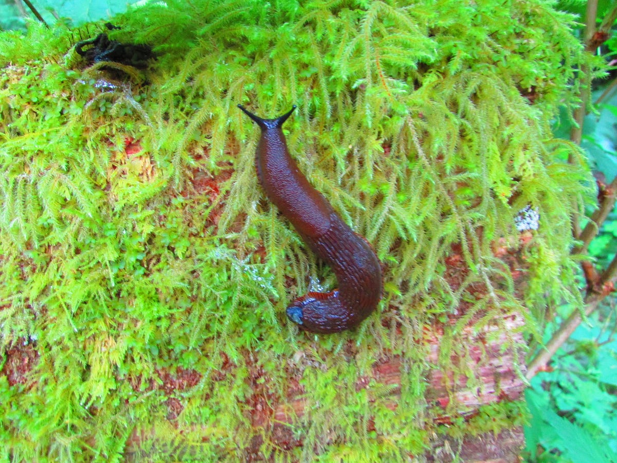 Psychedelic Rain-Forest Slug!. Photography purists may put me on their ...