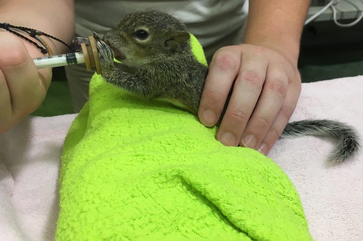 Rehabilitating baby squirrel receives proper nutritional care | by ...