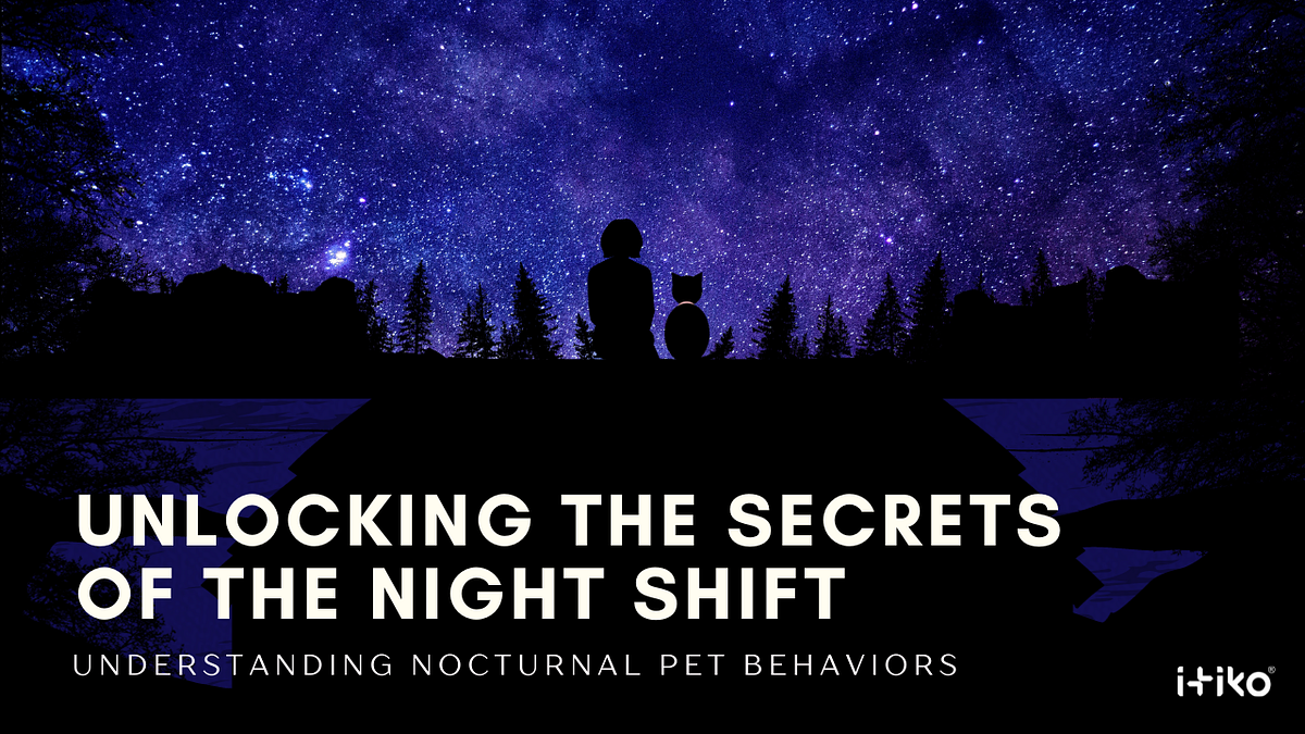 Unlocking the Secrets of The Night Shift: Understanding Nocturnal Pet ...