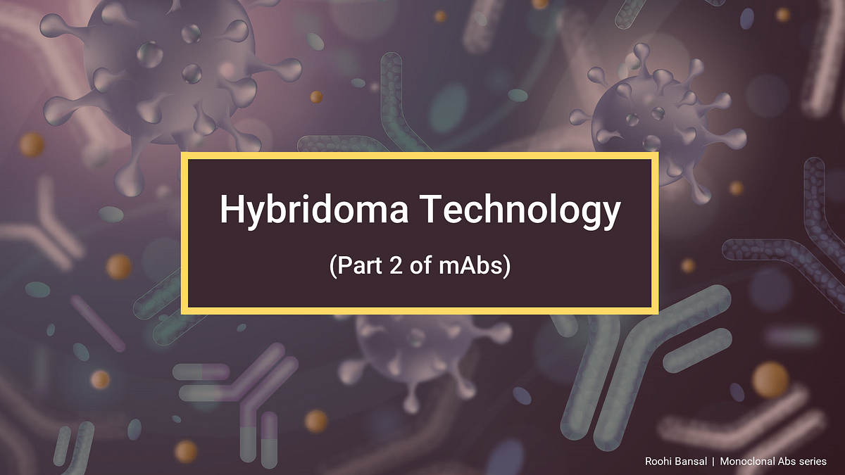 Hybridoma Technology (Part 2- mAbs) | by Roohi Bansal | Biotechnology ...