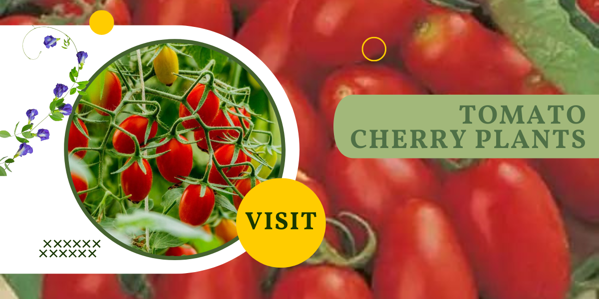 Organic Cherry Roma Tomato Seeds — Buy Online at Australian Plants | by Omtechnsharma | Medium