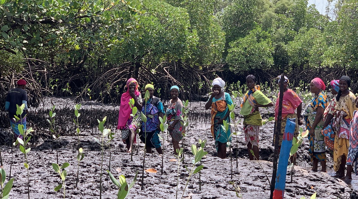 Planting and Operations Manager for our Mangrove Reforestation Project ...