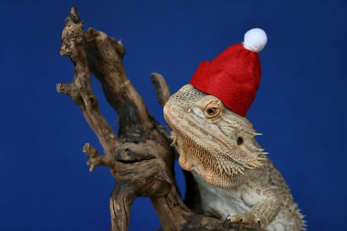 Christmas Is Funny!. Get that manic, demented Christmas grin… | by Gary ...