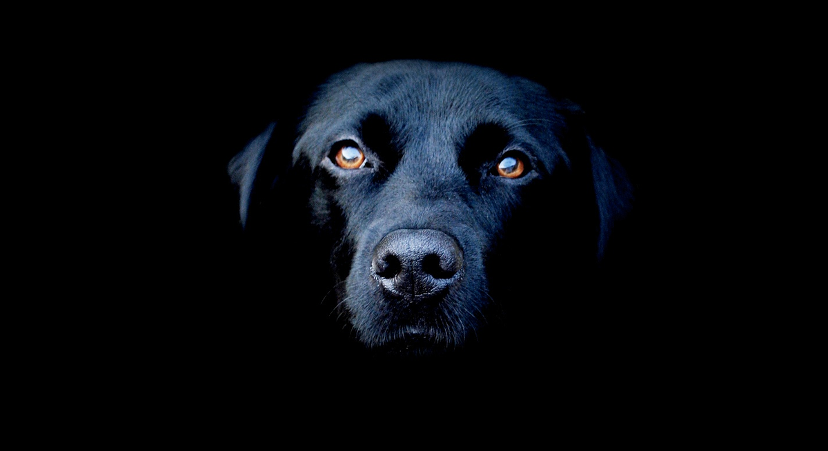 Black Dog Wallpaper