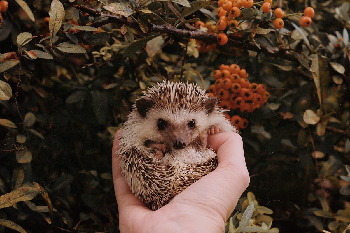 Let’s Watch: Andy the Talking Hedgehog (2018) | by Grizzzlay | While ...