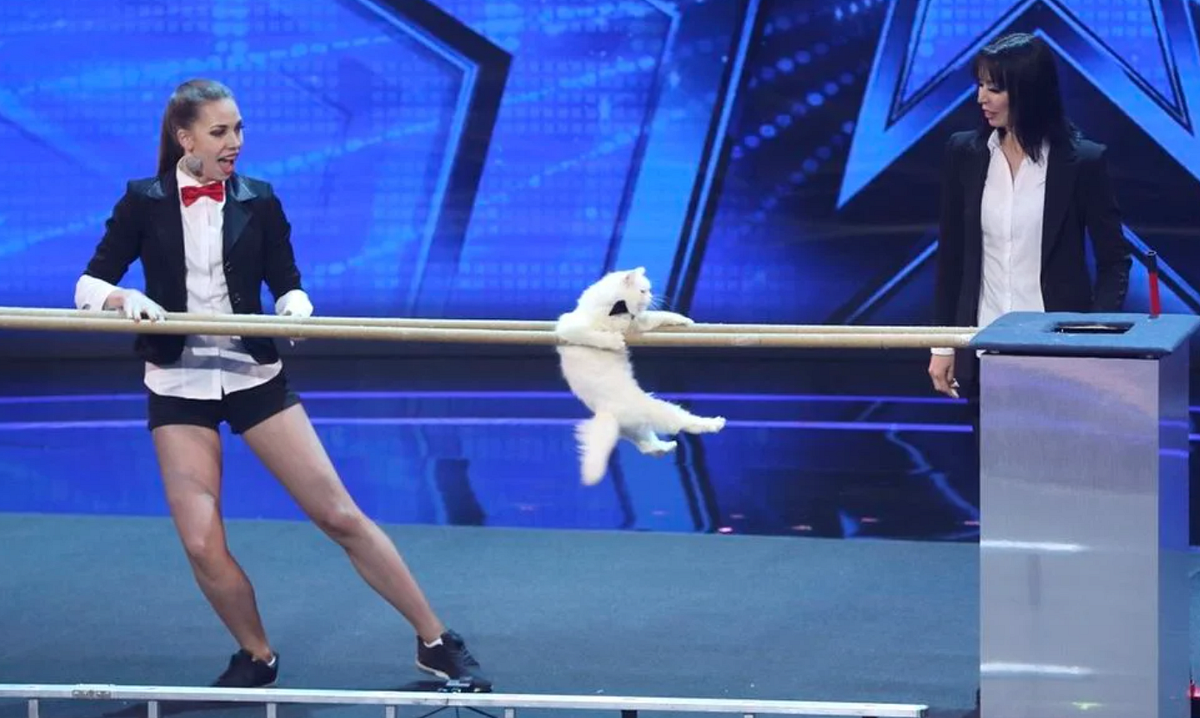 The amazing acrobatic feats of the Savitsky Cat stars | by Ministry of ...