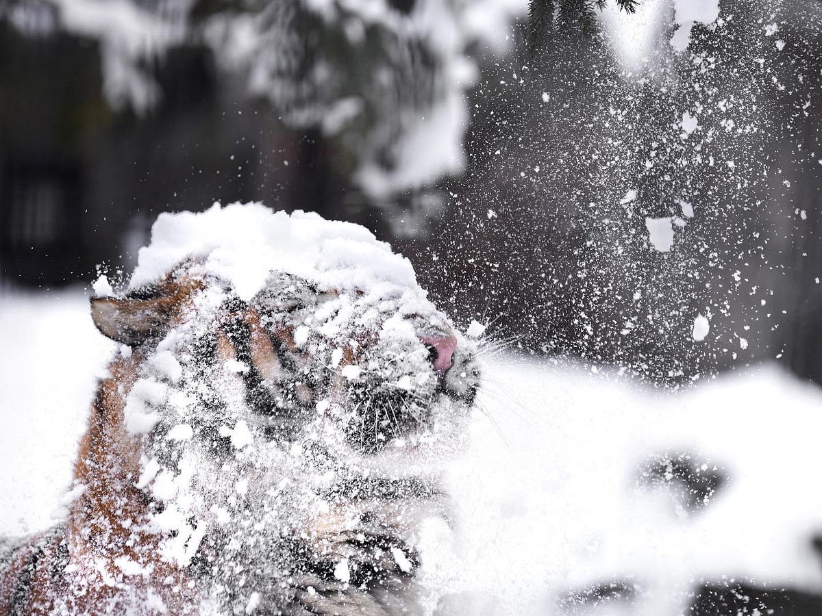 5 Beautiful Images of a Majestic Siberian Tiger Getting Absolutely ...
