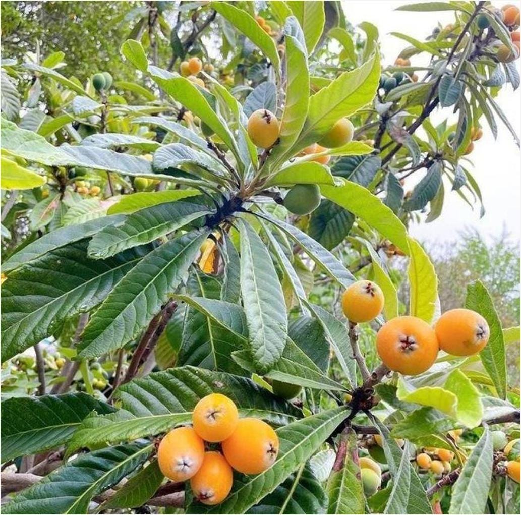 Bibit Leci Tanaman Buah Kuning Atau Biwa Hasil Okulasi Cangkok Bonus ...
