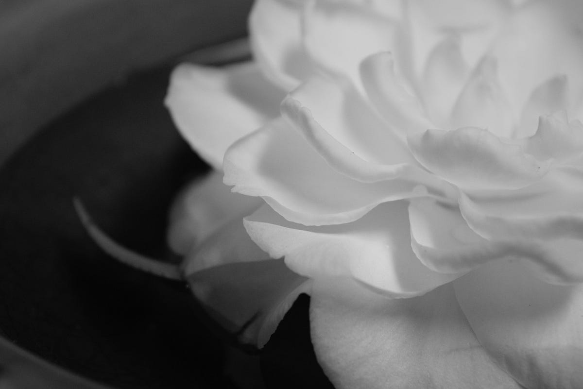 Black & White Flower Photoset | by Allison L. Bruhl | Medium