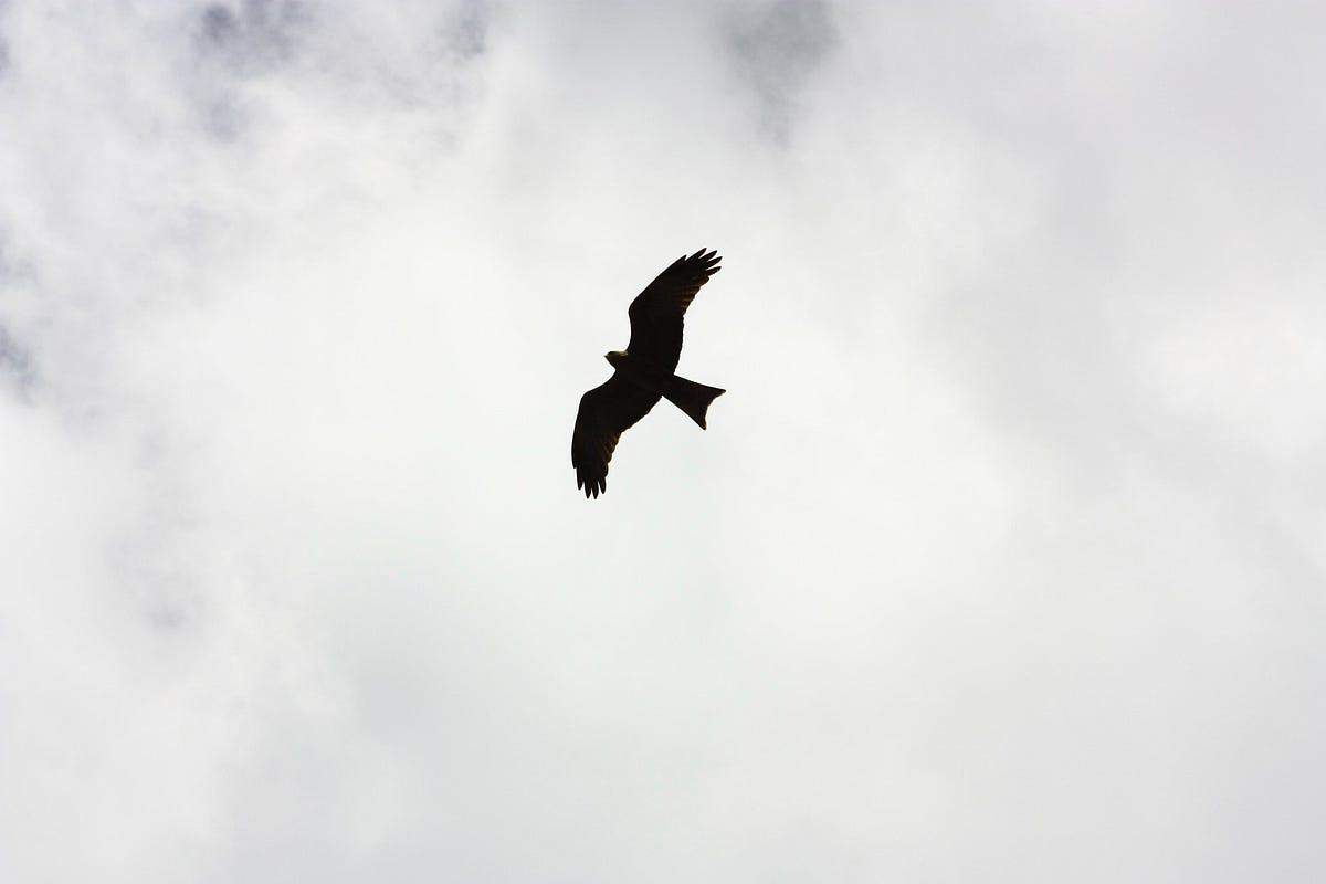 Freedom — a poem on temptation. Photo from pexels.com | by Ivy Lewis ...