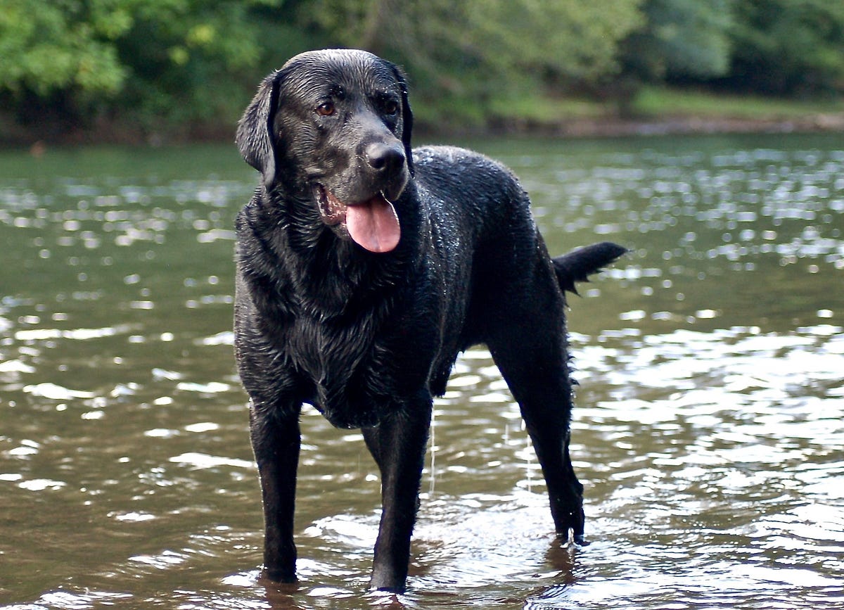 A Dog named Shadow Part 4. Shadow grew like Georgia kudzu after… | by ...