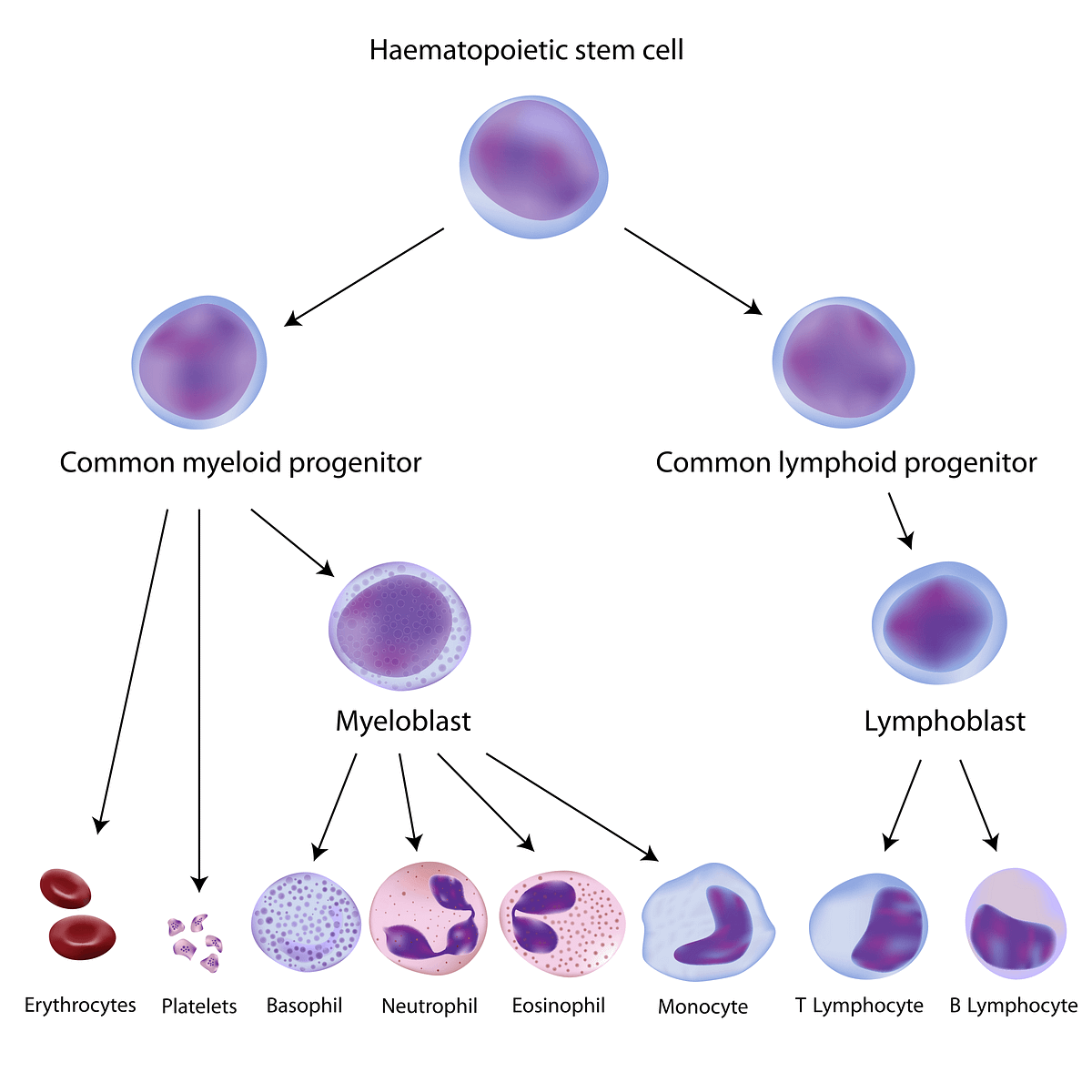 White blood cells: Protectors of human beings | by J Law | Medium