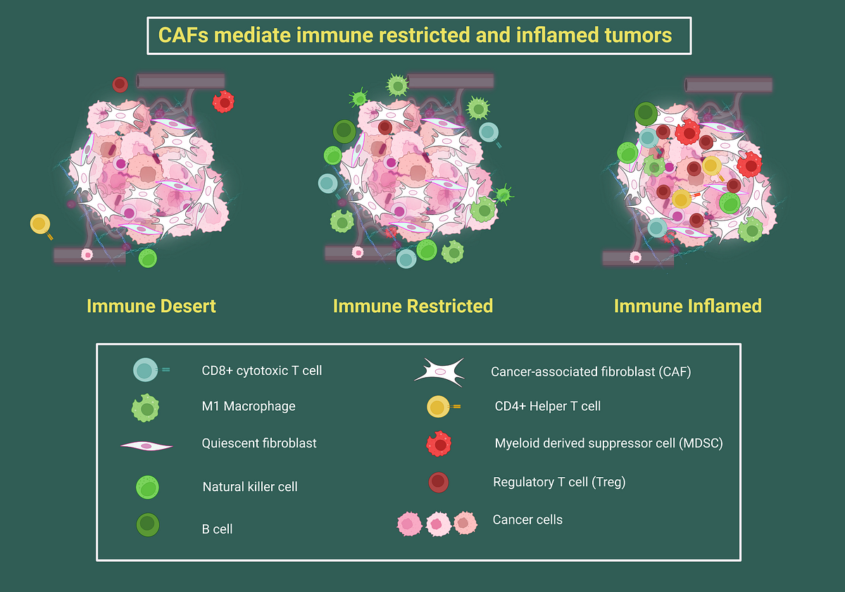 CAFs contribute to Immunosuppression and Therapy Resistance | by Radhika Narain | Medium