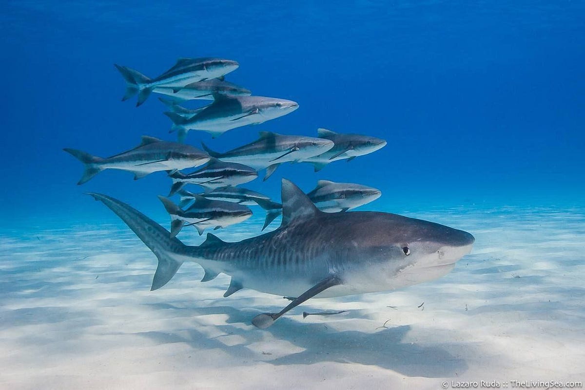 The Fascinating Strategy of Female Sharks: How Losing Appetite Protects ...