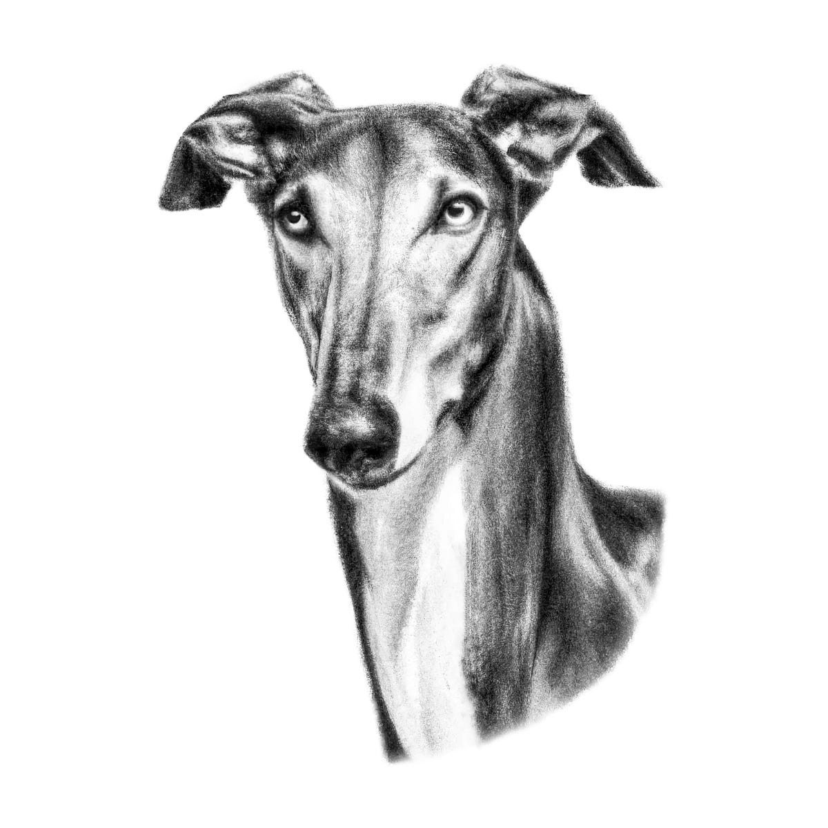 A poem about a Greyhound. Greyhound, so swift and so light | by Jason Harper | PortraitsofDogs ...