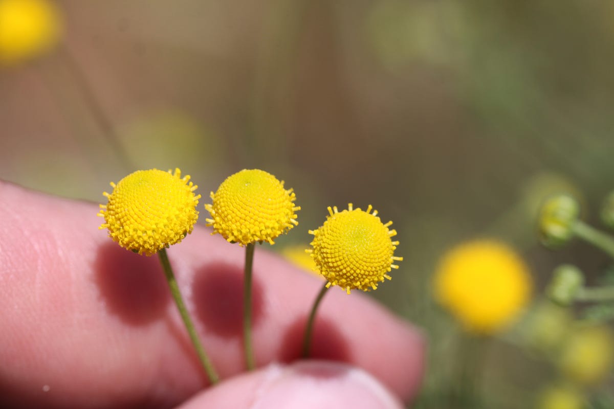 Pretty looks can be deceiving. A field of yellow, ball-shaped flowers ...