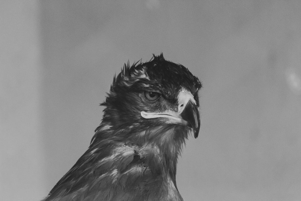 Chicken Hawk. My terrifying encounters with the… | by Honest Aphrodite ...