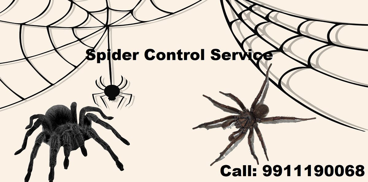 Web Warriors — Your Ultimate Spider Control Solution | by ...