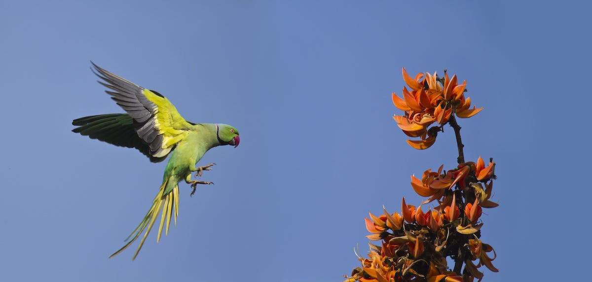 Opium-Addicted Parrots Raid Poppy Farms in India | by Opioid Help ...