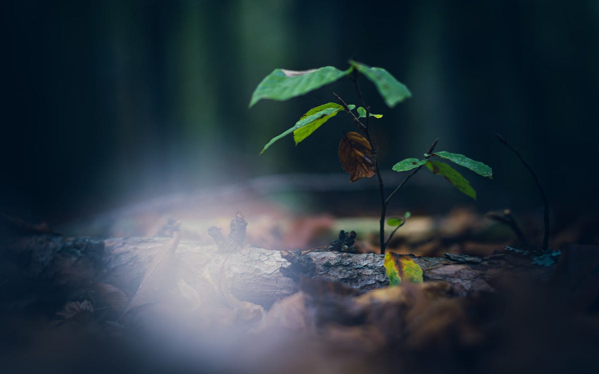 The Sapling & The Storm. In a dense forest somewhere, burgeoned… | by ...